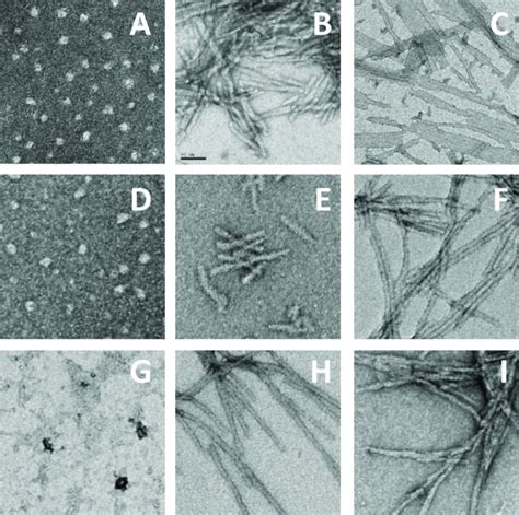 Aggregation Behavior Of Chemically Synthesized Full Length Huntingtin