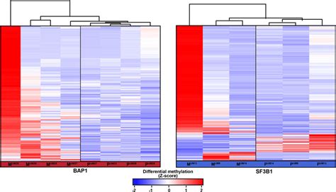 Heatmap Visualizing The Clustering Of The 3 Sf3b1 Mutated Matched