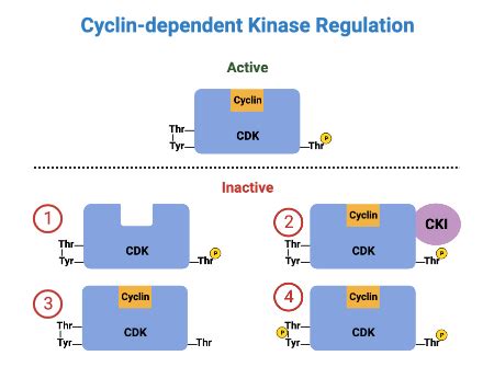 Interpreting A Diagram Of Cyclin CDK Interactions Practice Biology Practice Problems Study Com