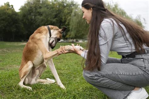 Understanding Canine Body Language For Effective Training