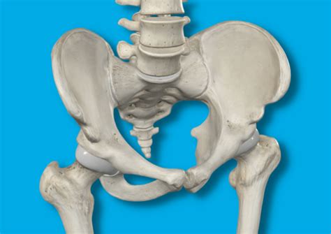 ️ Hueso Ilion Huesos Cuerpo Humano