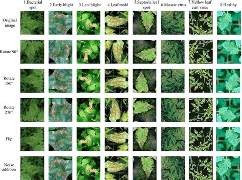 It Shows The Pictures After Rotating Flipping And Adding Noise For