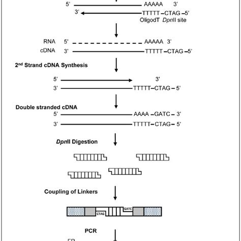 Cdna Definition Difference Between Genomic And Cdna Library Along With List Of Similar This