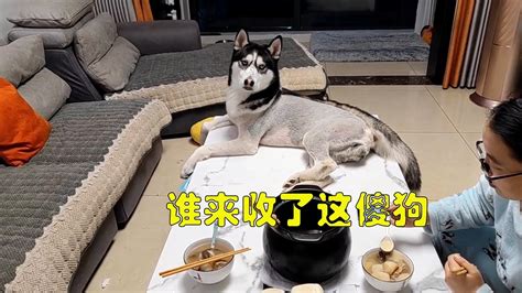 二哈一看主人要开饭，立马卧到餐桌上等着，撵都撵不走成精了【马桶的逗比狗生】 Youtube