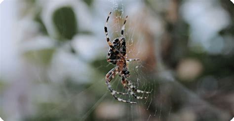 How To Remove Spider Webs Swat It Pest Control
