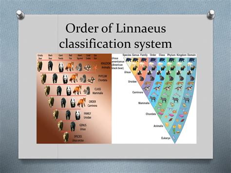Levels Of Linnaeus Classification System At Annabelle Finlay Blog