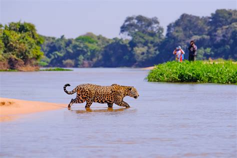 Pantanal Jaguar Safari How To See Jaguars In The Pantanal Brazil Wild Junket