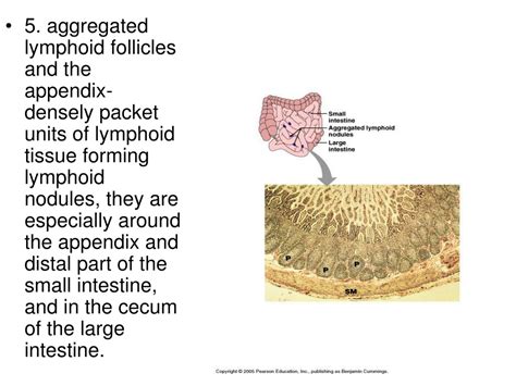 Ppt Lymphatic System Powerpoint Presentation Free Download Id 1404443