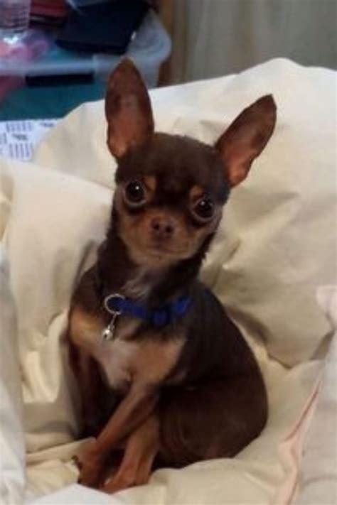 Chihuahua Heat Cycle Cute Chihuahua Chihuahua Puppies Super Cute