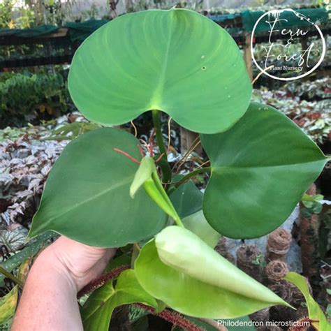 Philodendron Microstictum Tip Fernandforest