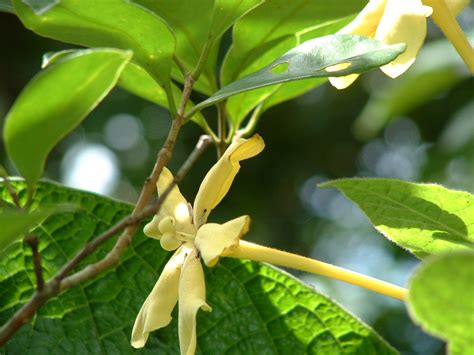 Fragrant Yellow Flowering Plant Needs A Name TROPICAL LOOKING PLANTS Other Than Palms