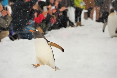 ペンギンの子の楽しみ GANREF