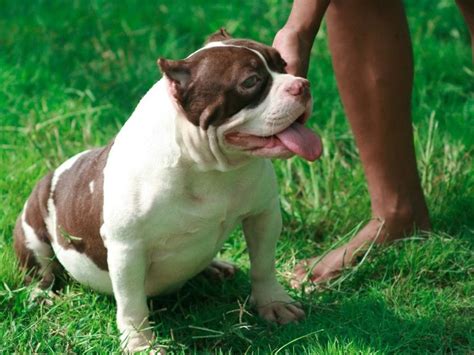 Pocket Pitbulls Ultimate Faqs 101 Guide To Miniature Pitbulls The