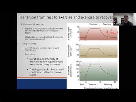 Alterations In Cardiac Output During Exercise Fitness NoahStrength Com