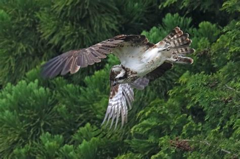 ミサゴ akiramas27の野鳥撮影