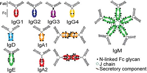 Frontiers Extra Neutralizing Fcr Mediated Antibody Functions For A