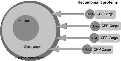 Figure 1 From Reprogramming Of Somatic Cells Possible Methods To