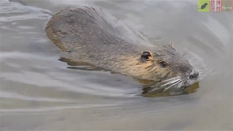 伊丹市緑ヶ丘公園のヌートリア 2019年2月16日 YouTube