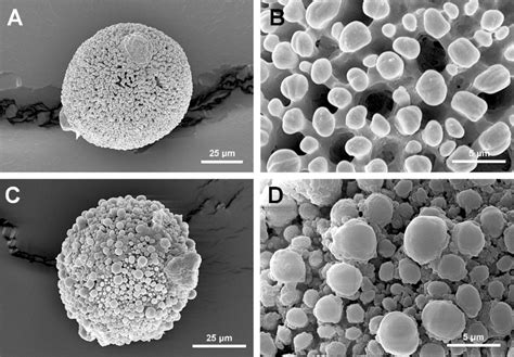 Sem Photographs Showing Pollen Features Of Geranium Subsect Download Scientific Diagram