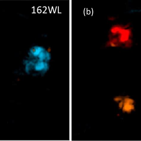 Wavelength Selection Analysis A Is The Proportion Map Obtained Using Download Scientific