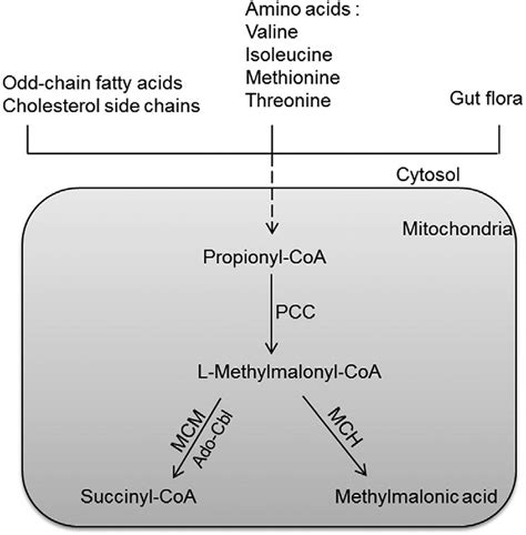 Methylmalonic Acid