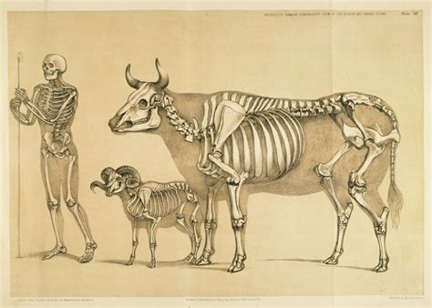 Science Visualized • Comparative Mammalian Anatomy 1860 Benjamin