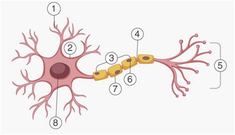 Neuron Parts Diagram Quizlet