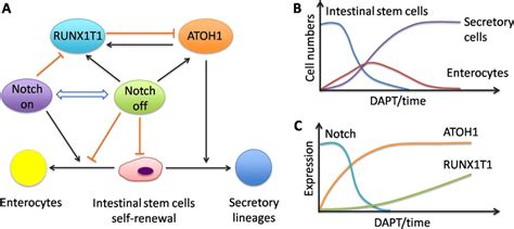 Runx1t1 Regulates The Cell Fate Choice Of Intestinal Progenitor Cells Download Scientific