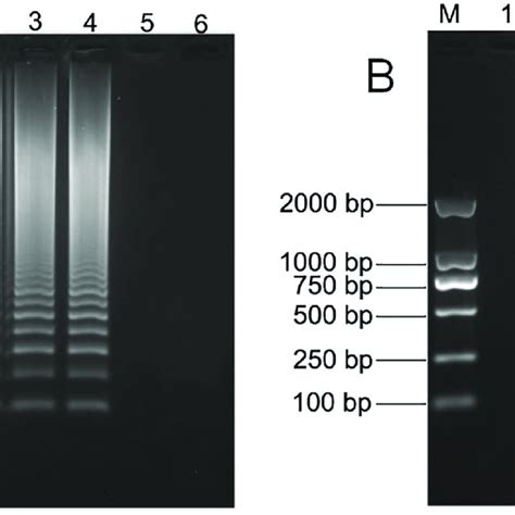 Optimization Of Rt Lamp Reaction Conditions For Mnsv A Effects Of