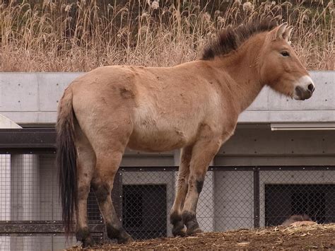 Más tamaños モウコノウマ蒙古野馬Przewalski s Wild Horse学名 Equus ferus