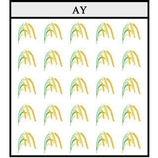 Diagram Of The Experimental Design For Rice Field Trials AW Weedy Download Scientific Diagram