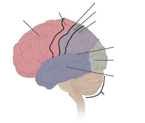 2nd Practical Brain Regions Diagram Quizlet