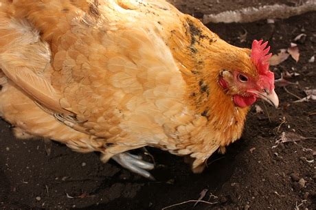 にわとり ペットの名古屋コーチン飼育係 楽天ブログ