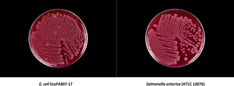 Escherichia Coli Ecofa807‐17 And Salmonella Enterica 96‐hour Cultures Download Scientific