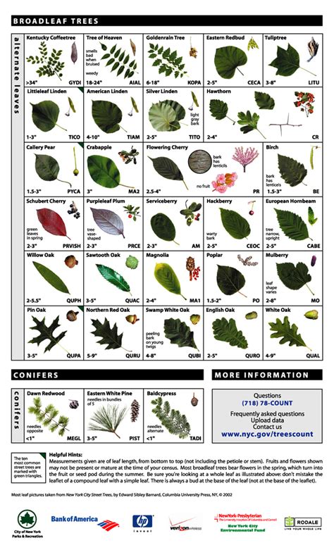 Hudson Allergy Tribeca Tree Identification Tree Leaf Identification Street Trees