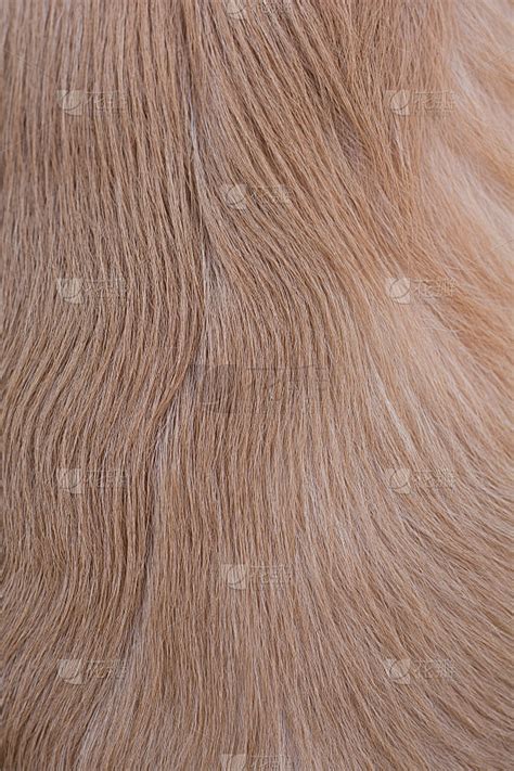 金毛猎犬的毛发