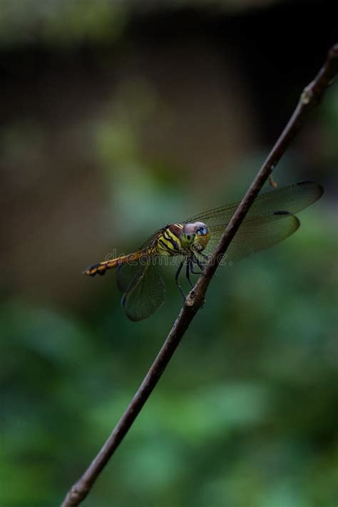 Portrait Of A Grasshopper Insect Perched On A Tree Branch Stock Image