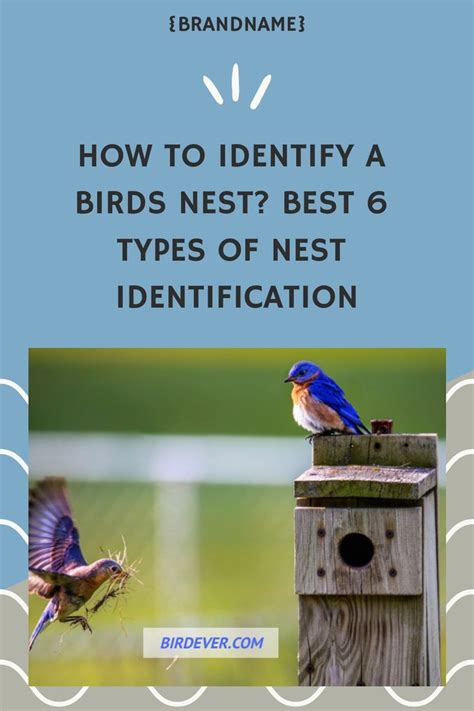 Bird Nest Identification Chart Spot And Identify Bird Nests Easily Bird Nest Backyard Birds