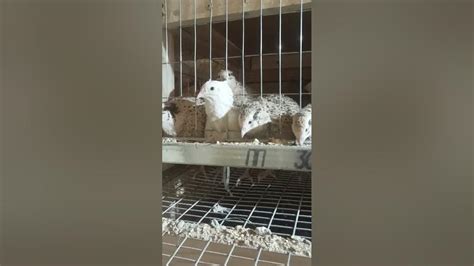 курятник с курами и перепелками Youtube