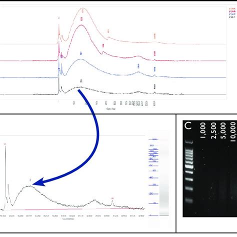 Chip Seq Workflow Overview Fragment Analyzer Replaces Agarose Gel