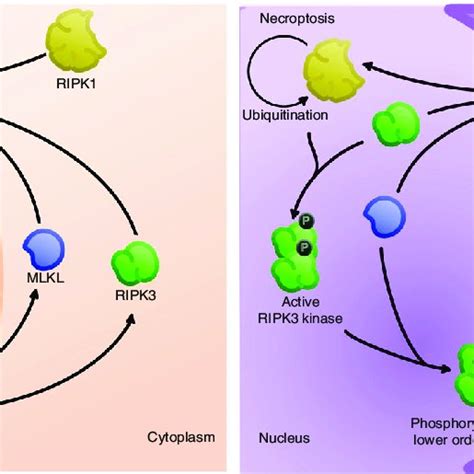 Pdf Nuclear Ripk3 And Mlkl Contribute To Cytosolic Necrosome Formation And Necroptosis