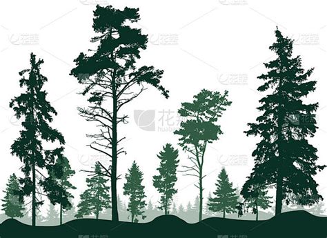 森林里有松树和云杉轮廓分明常绿针叶树美丽的风景 自然矢量图