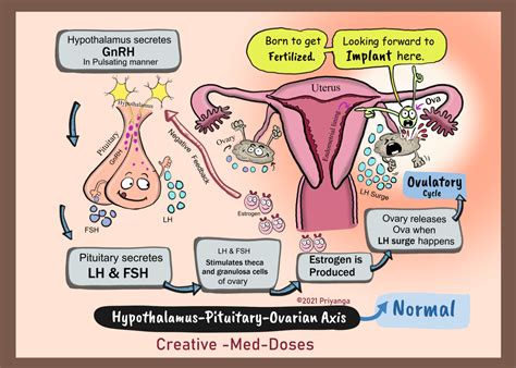 Hypothalamic Pituitary Ovarian Axis Creative Med Doses