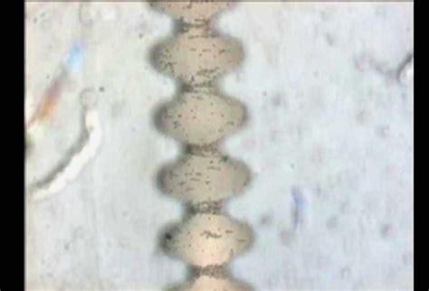 Movie Showing Yeast Cell Trapping On A Dep Chip Enhanced Online Url
