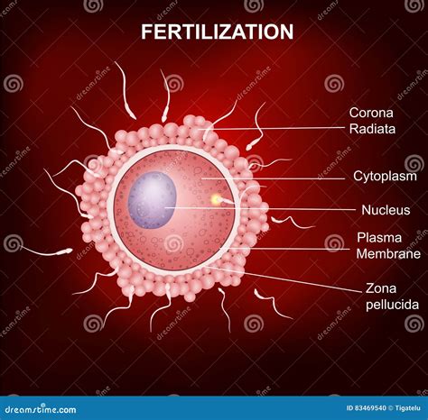 Human Fertilization Diagram Cartoon Vector 46398091