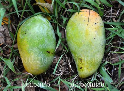 คุณรู้จักมะม่วงกันไหม รู้หรือไม่มะม่วงมีกี่ชนิด ขอขอบคุณเพจ บางปะกง สายน้ำแห่งชีวิต ที่ได้รวบรวม