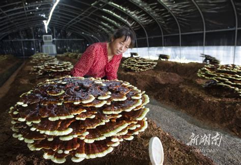 扶贫印记灵芝绽放 效益满仓 扶贫印记 新湖南