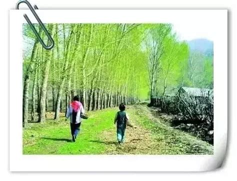 春天挖野菜这份攻略请收好