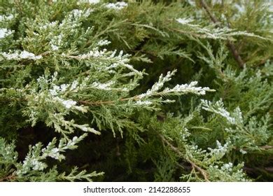 2 961 Frosted Juniper Images Stock Photos Vectors Shutterstock