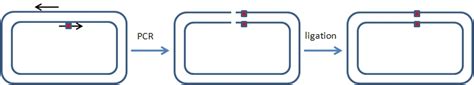 Principle Of Inverse Pcr Plasmid Dna Is Shown As Blue Rectangles Download Scientific Diagram